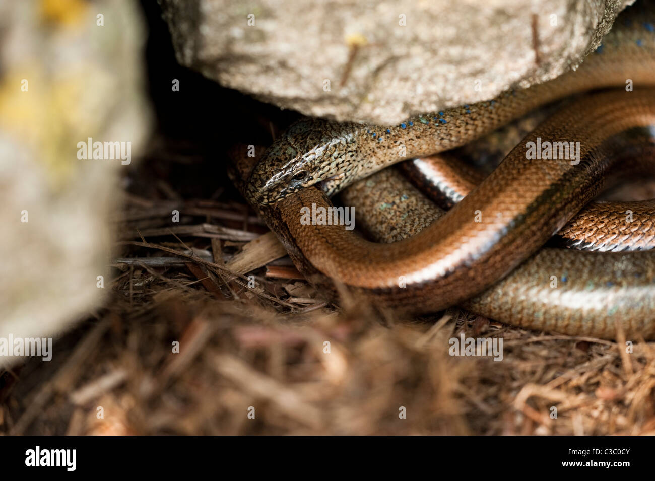 Slow worm male uk blue spot hi-res stock photography and images - Alamy