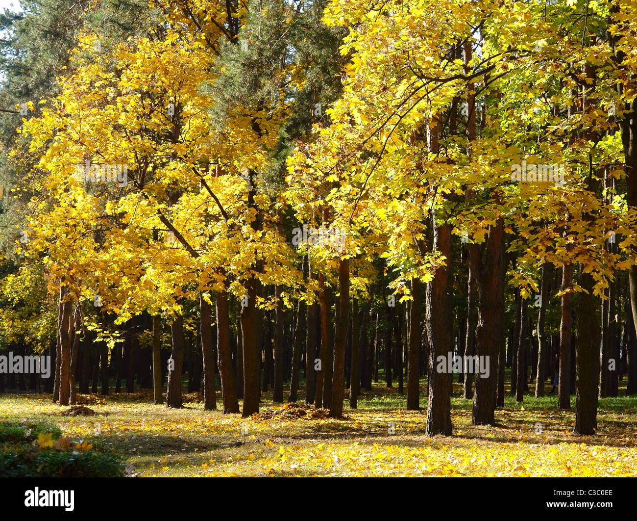City park with autumn yellow a trees Stock Photo - Alamy