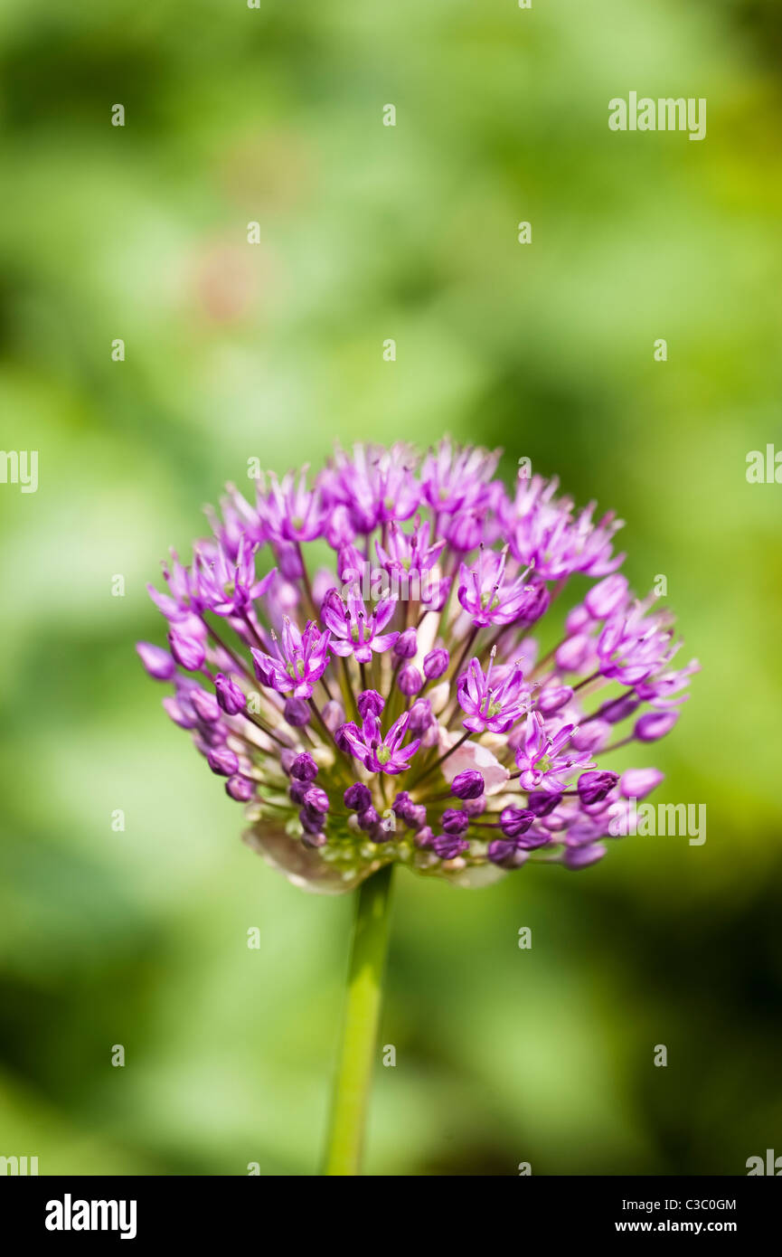Allium aflatunense purple sensation hi-res stock photography and images ...