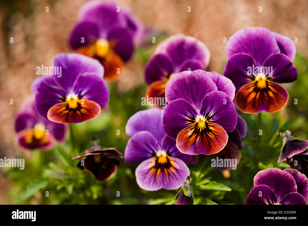 Viola F1 Antique Shades in bloom Stock Photo - Alamy