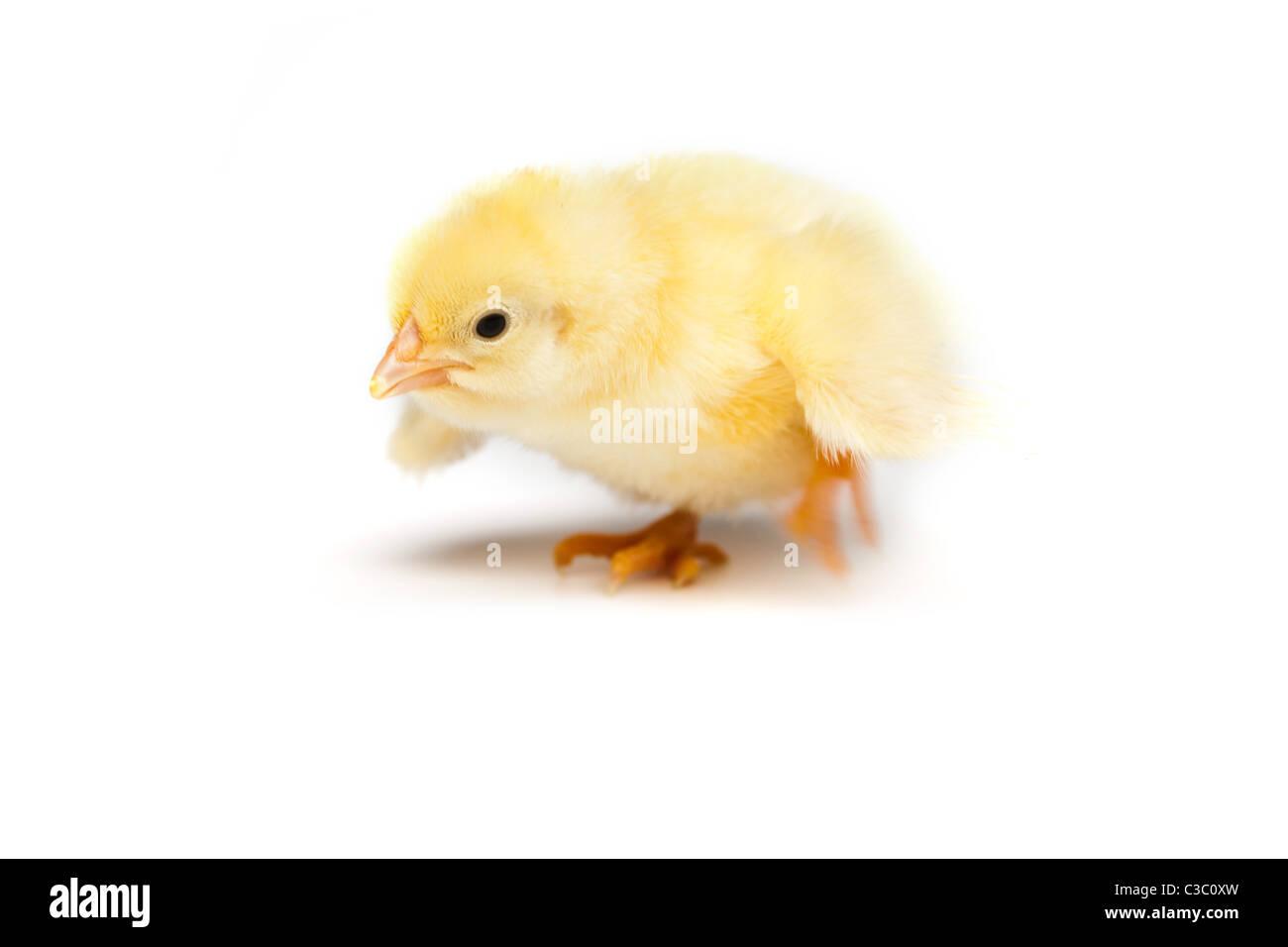 Yellow Chick over white background Stock Photo - Alamy