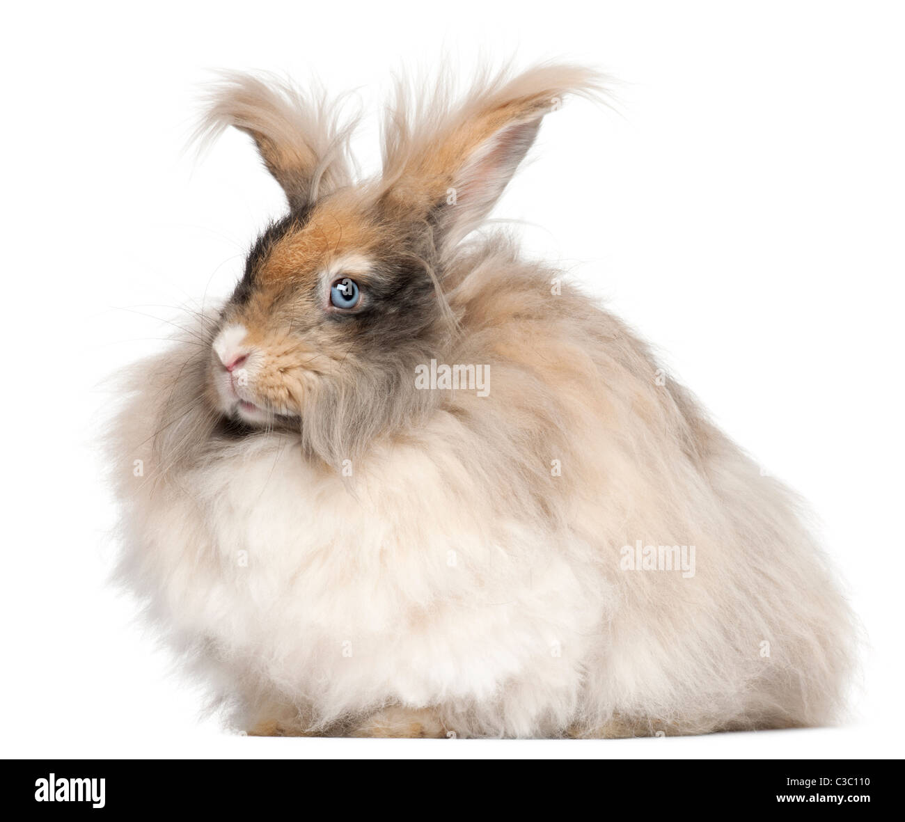 English Angora rabbit in front of white background Stock Photo - Alamy