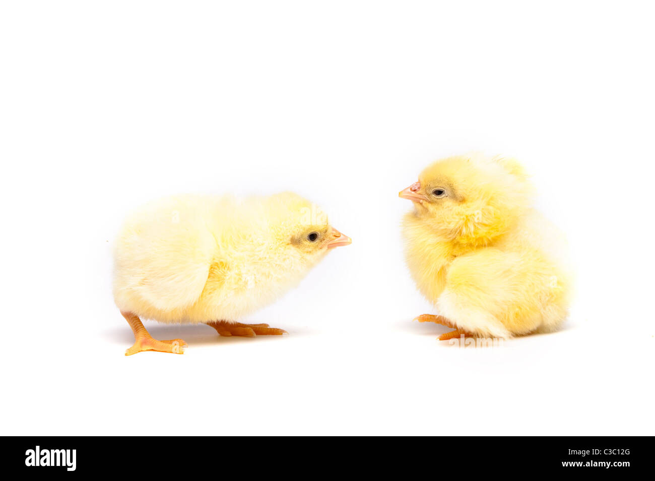 Yellow Chick over white background Stock Photo - Alamy