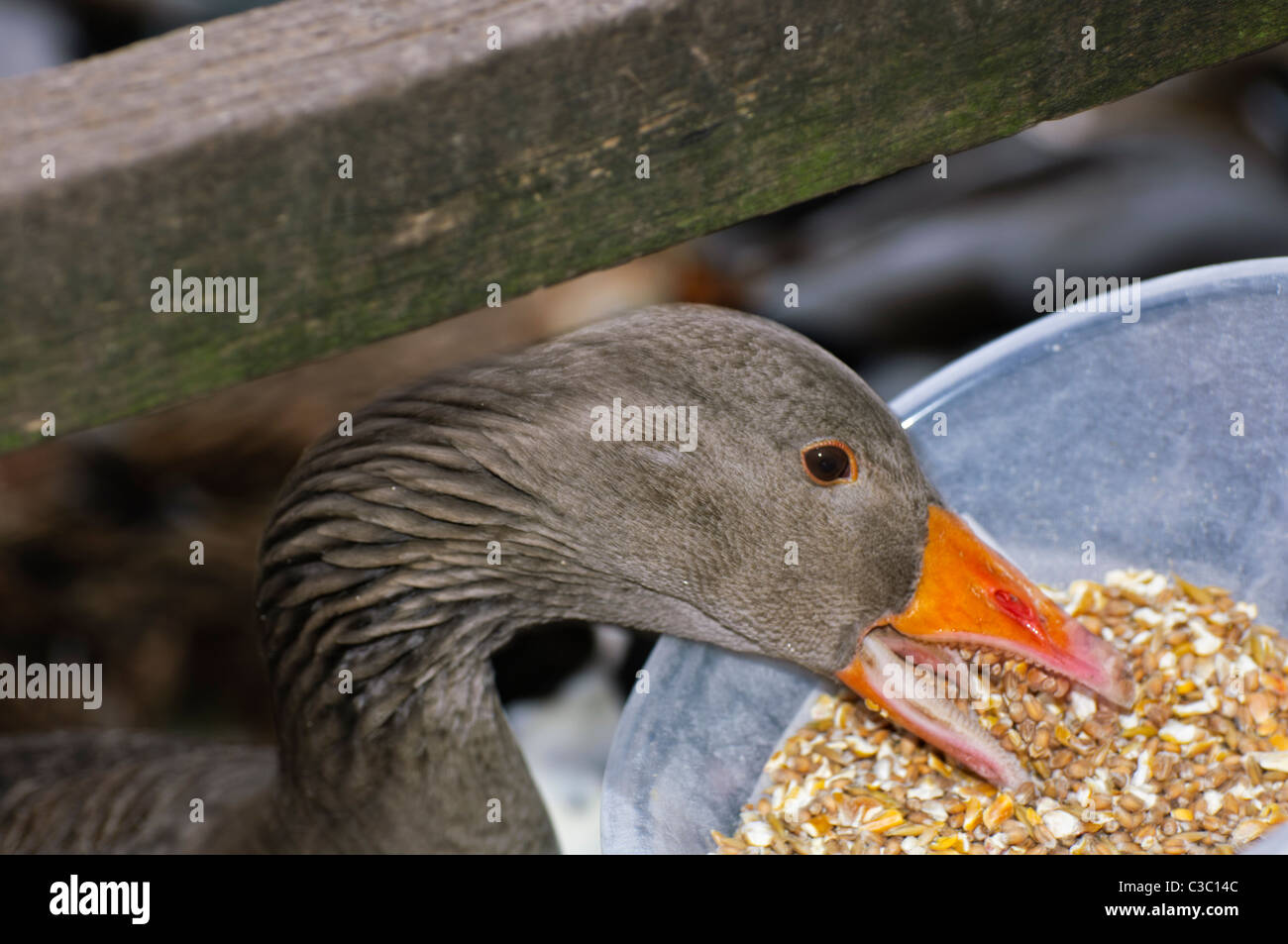 Greylag Goose feeding from bucket of seed Stock Photo - Alamy