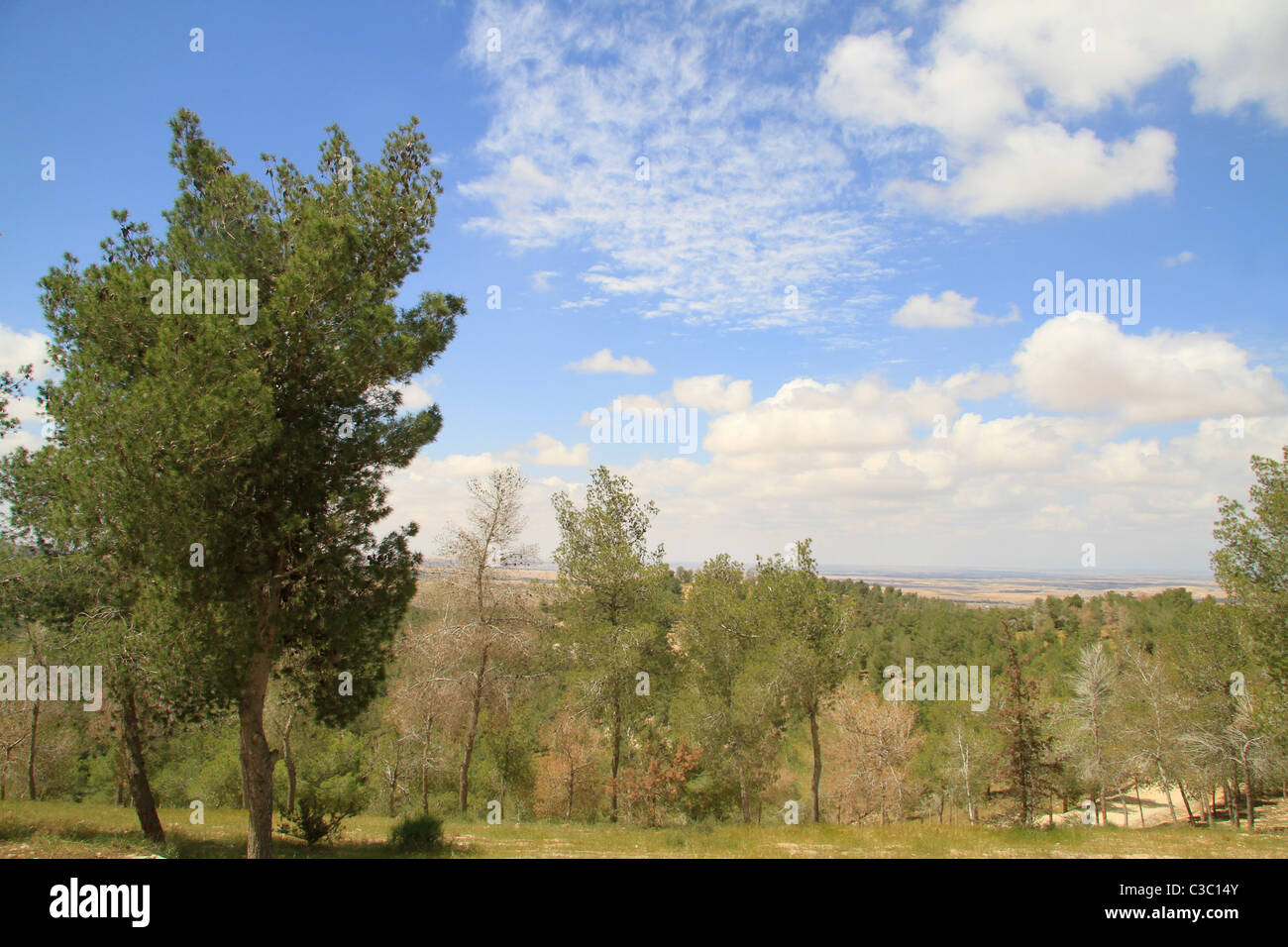Israel pine trees in forest hi-res stock photography and images - Alamy