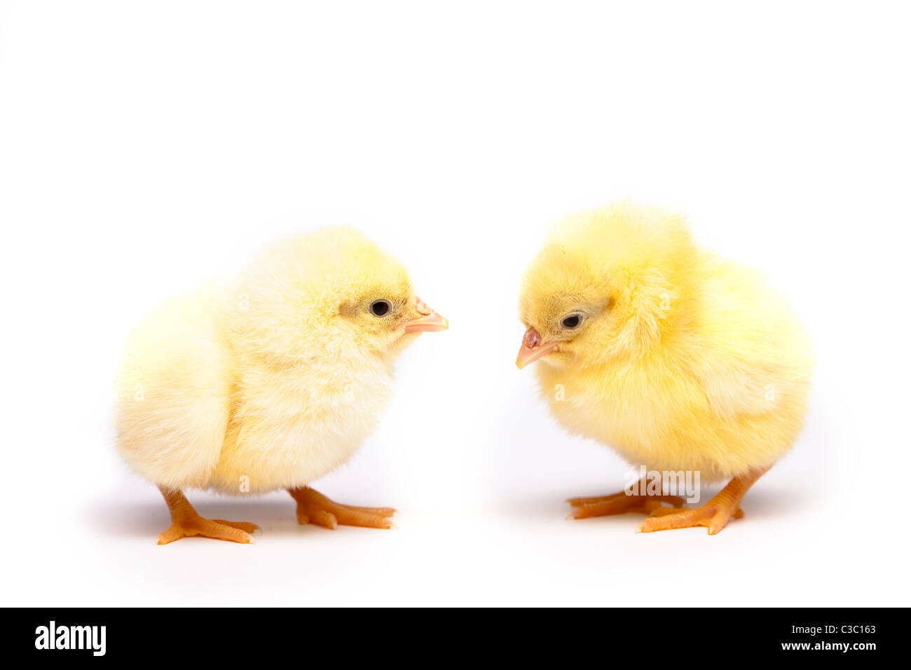Yellow Chick over white background Stock Photo - Alamy