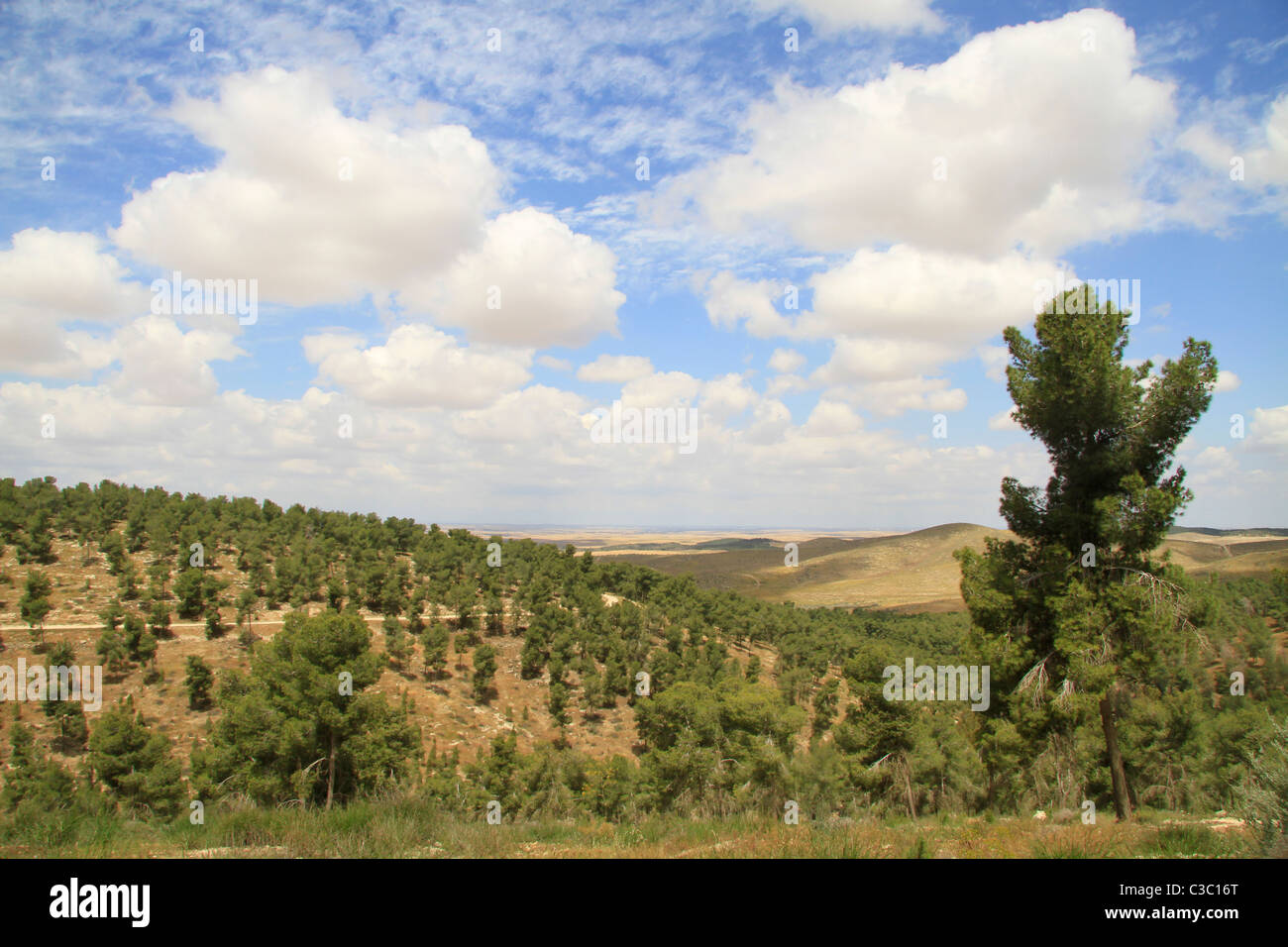 Israel, Lahav Forest in th Shephelah Stock Photo - Alamy