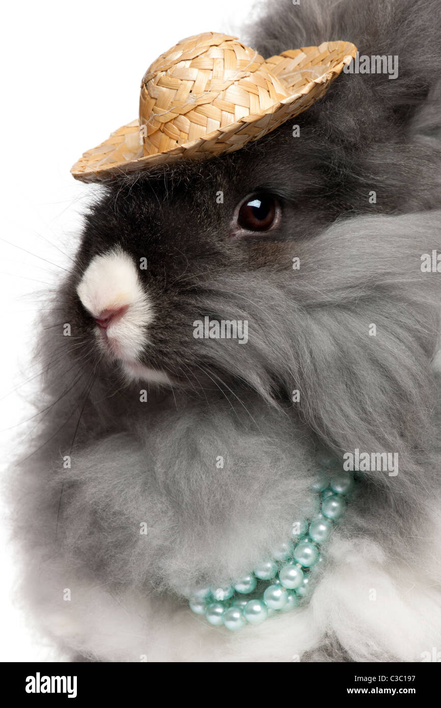 Angora rabbit image hi-res stock photography and images - Alamy