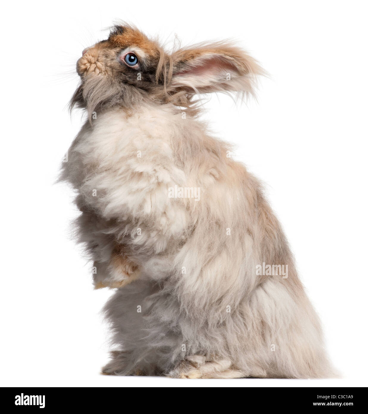 Rabbit standing on hind legs hi-res stock photography and images - Alamy