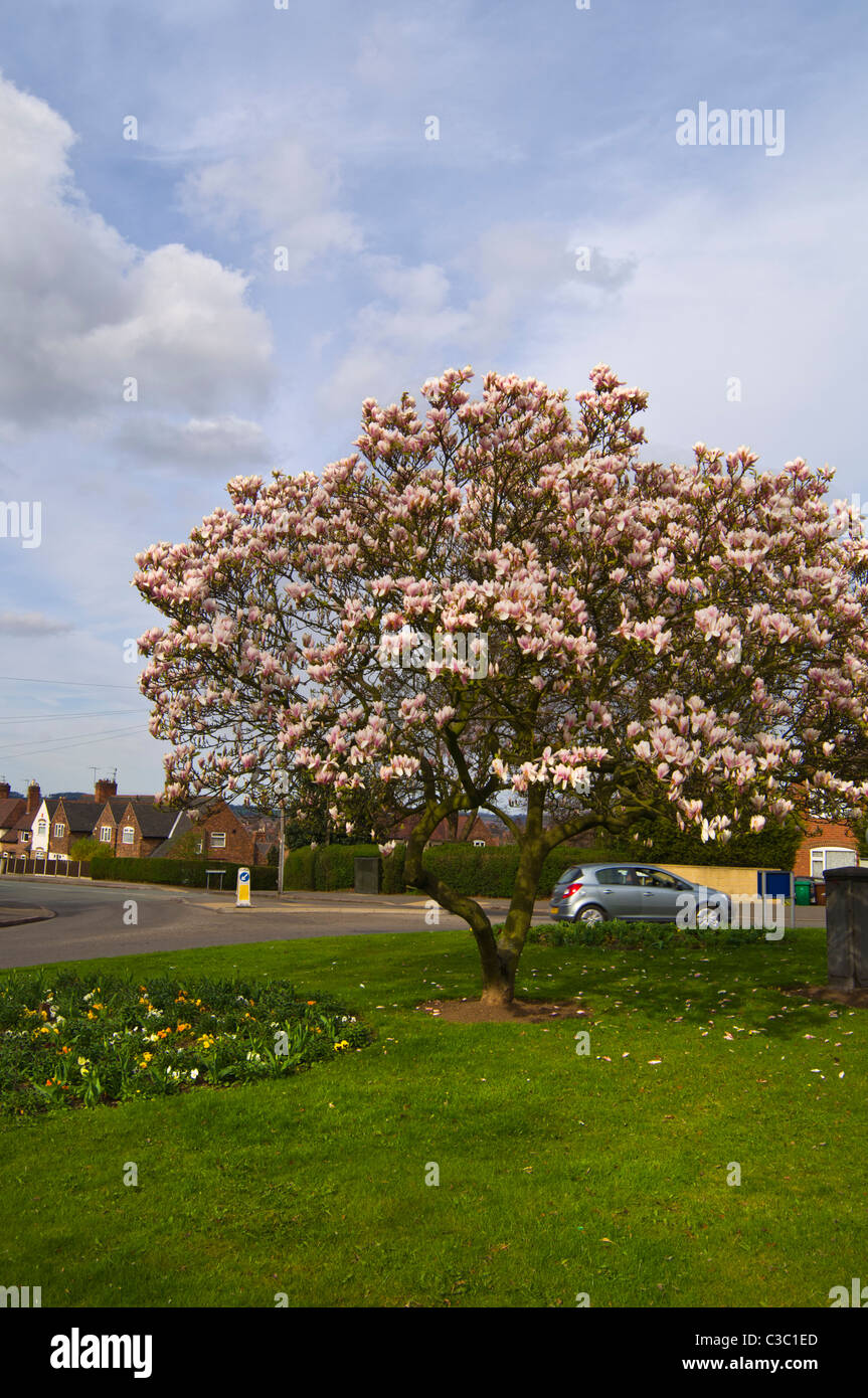 Roundabout tree hi-res stock photography and images - Alamy