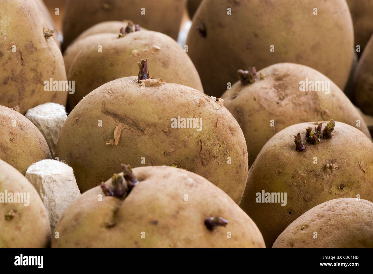 Rooster potatoes hi-res stock photography and images - Alamy