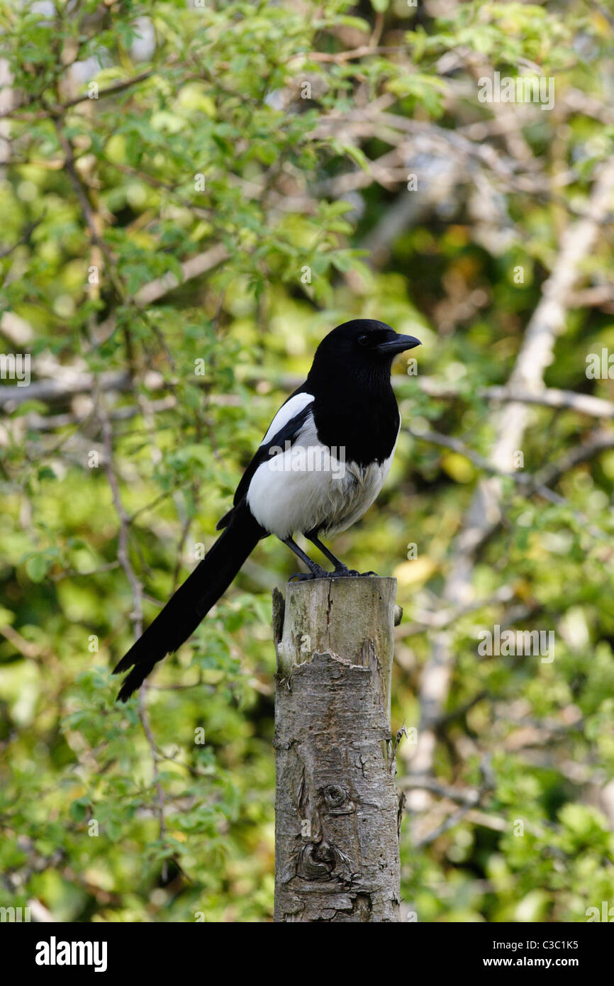 Sca images hi-res stock photography and images - Alamy