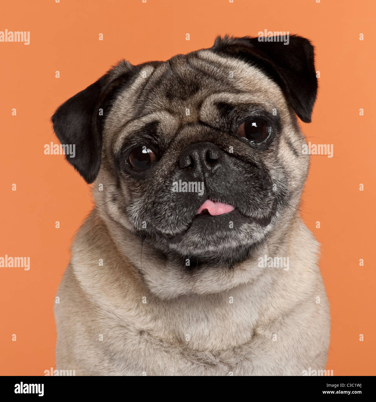 Cute pug hi-res stock photography and images - Alamy