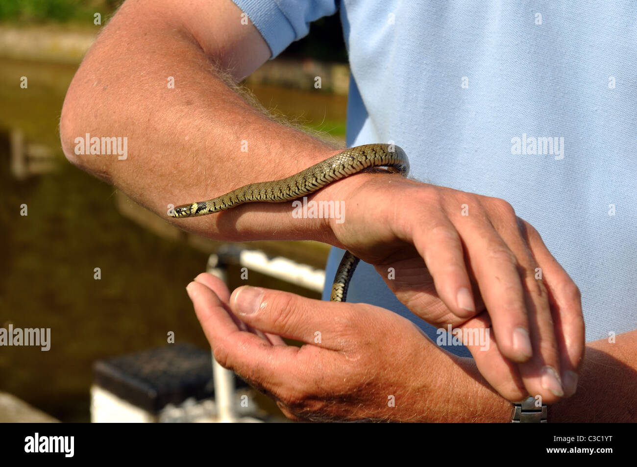 Grass snake, Natrix natrix, on man`s arm Stock Photo - Alamy