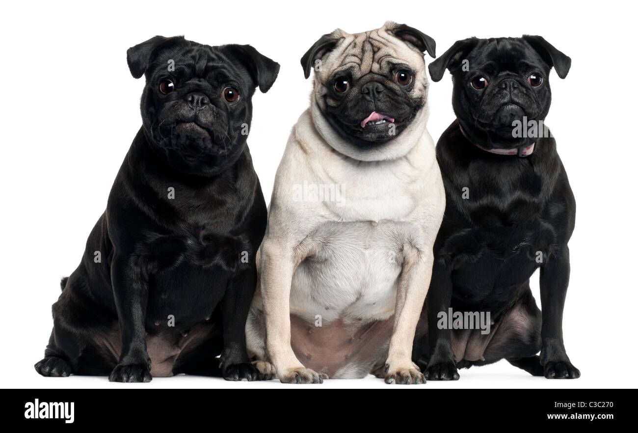 Three Pugs sitting in front of white background Stock Photo - Alamy