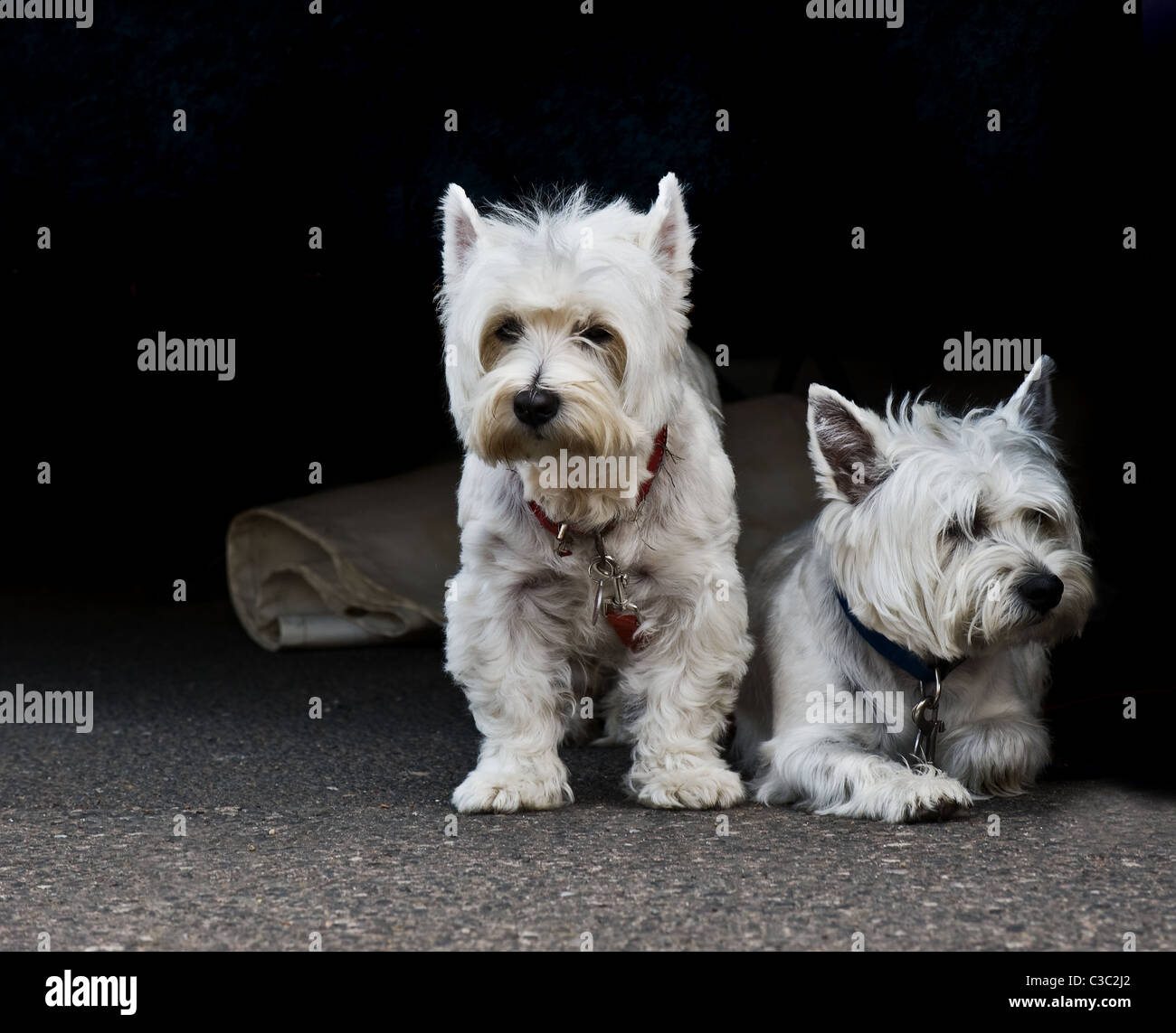 Two West Highland White Terriers Stock Photo - Alamy