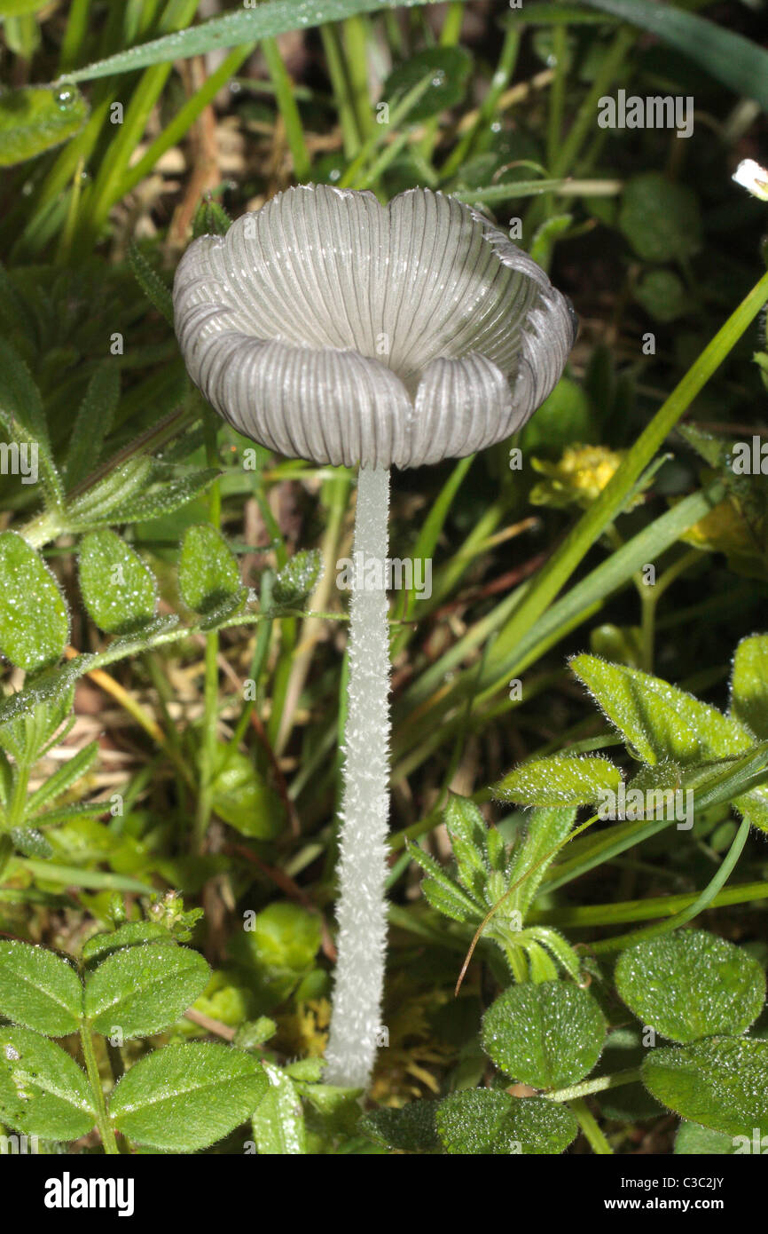 Coprinus lagopus Fungus Stock Photo - Alamy