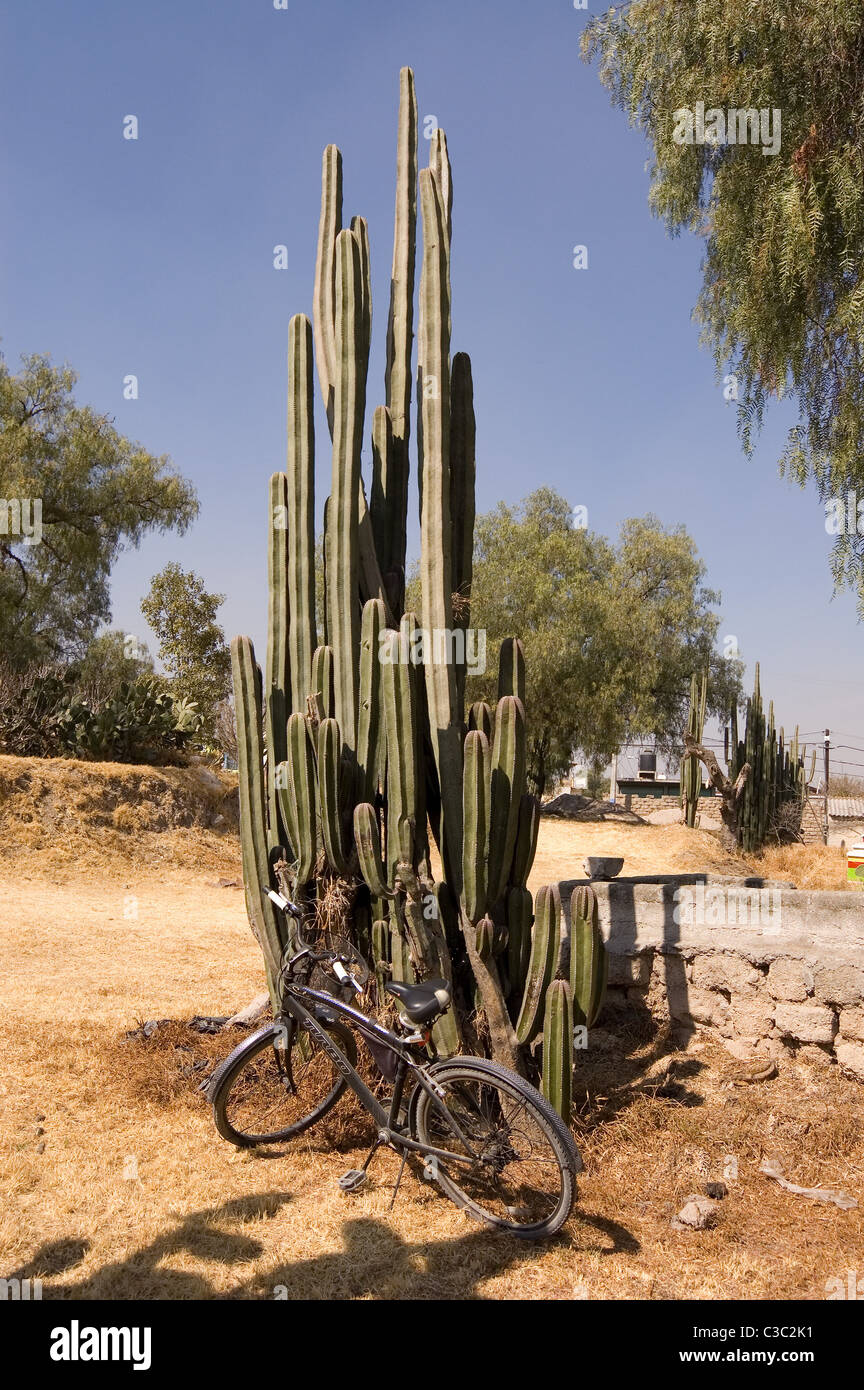 Bicycle in front of a medium sized fence post cactus (Pachycereus ...