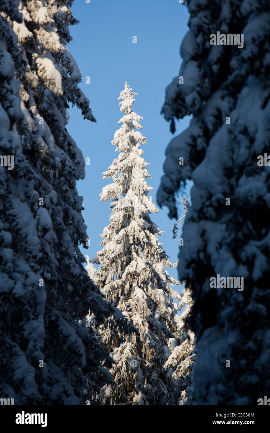 View of snow covered spruce trees in the taiga forest at Winter ( Picea Abies ) , Finland Stock ...