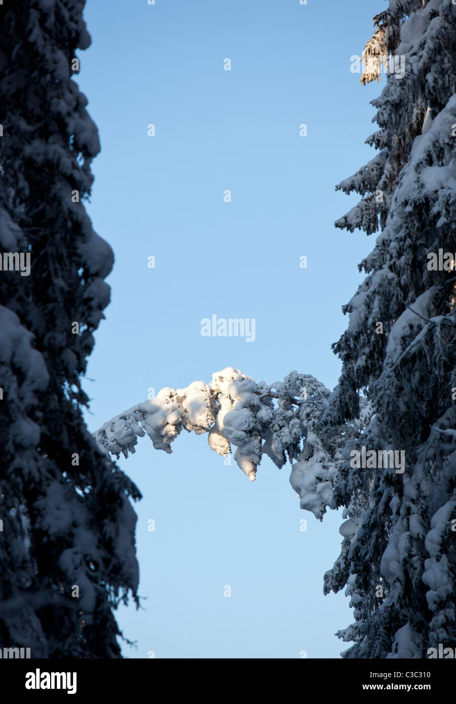 Bending treetops hi-res stock photography and images - Alamy