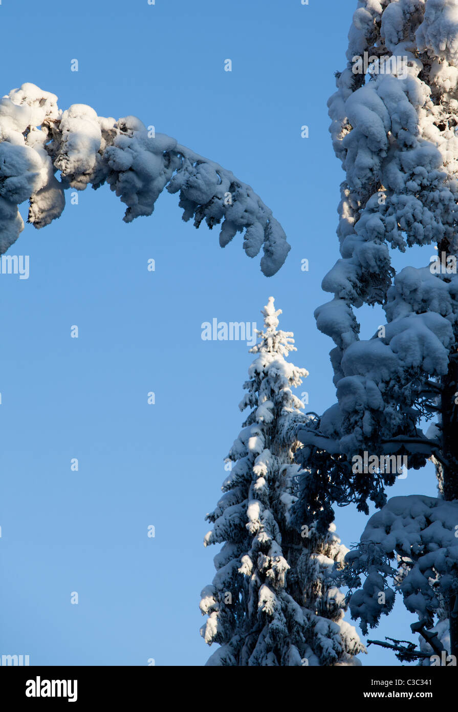 Norway Spruces Picea Abies High Resolution Stock Photography and Images ...