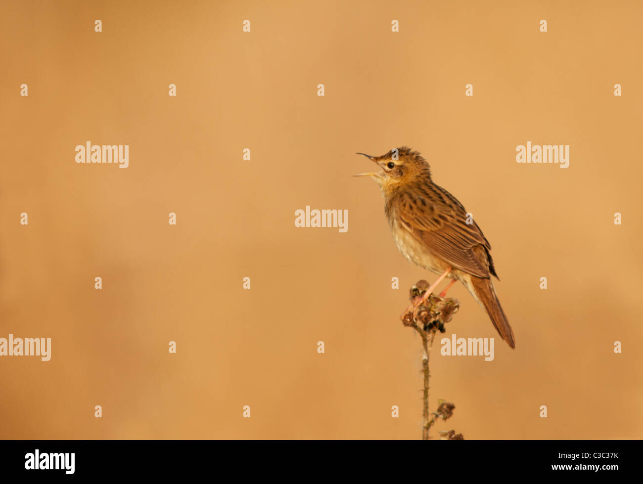 Reed And Stem High Resolution Stock Photography and Images - Alamy