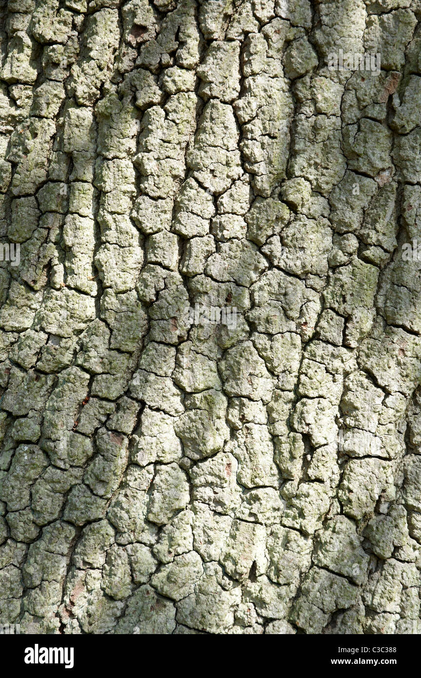 English oak bark hi-res stock photography and images - Alamy