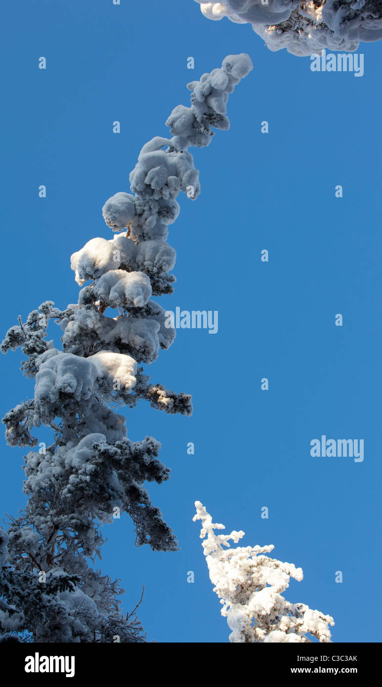 View of snow covered spruce ( Picea Abies ) treetops in the taiga forest , Finland Stock Photo ...