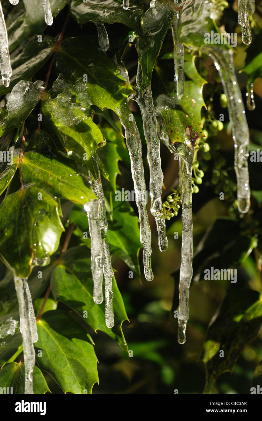 Icicles hanging from the leaves of a Mahonia x media in flower bud on a ...