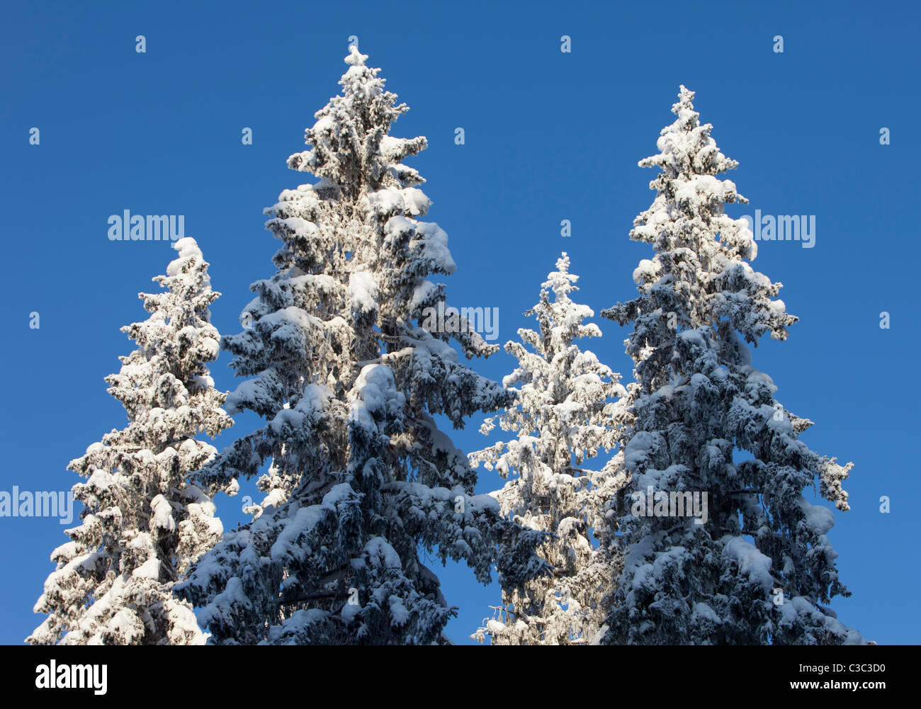 Picea abies treetop hi-res stock photography and images - Alamy