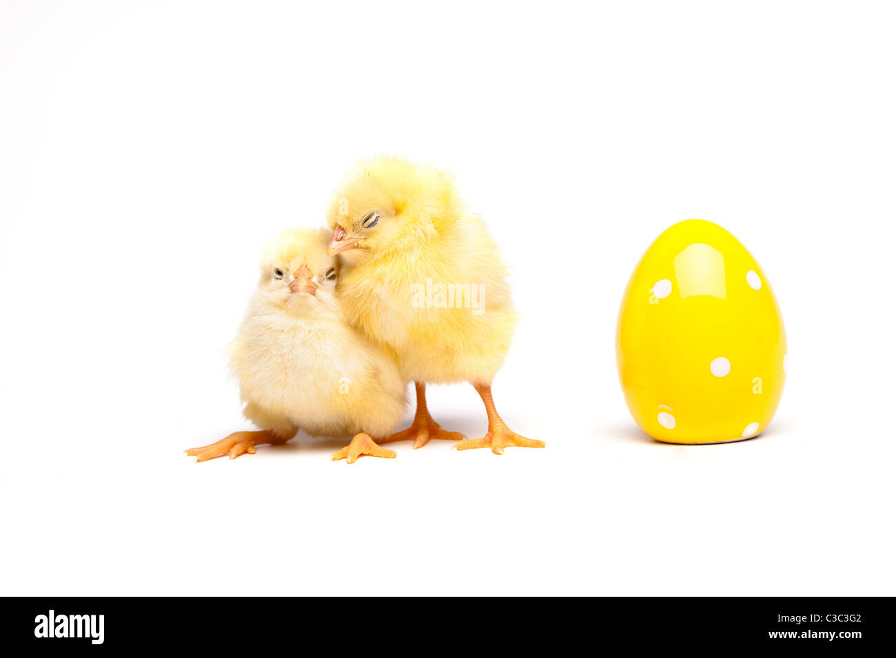 Yellow Chick over white background Stock Photo - Alamy