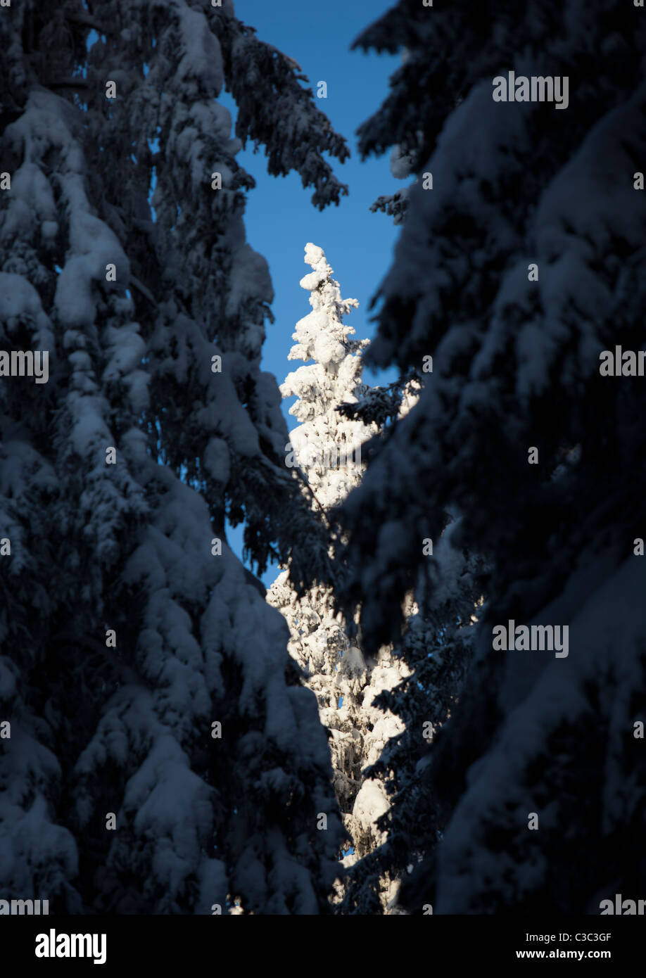 View of snow covered spruce trees in the taiga forest at Winter ( Picea Abies ) , Finland Stock ...