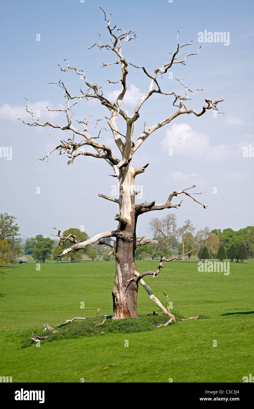 Dead tree in an English parkland setting, Worcestershire Stock Photo ...
