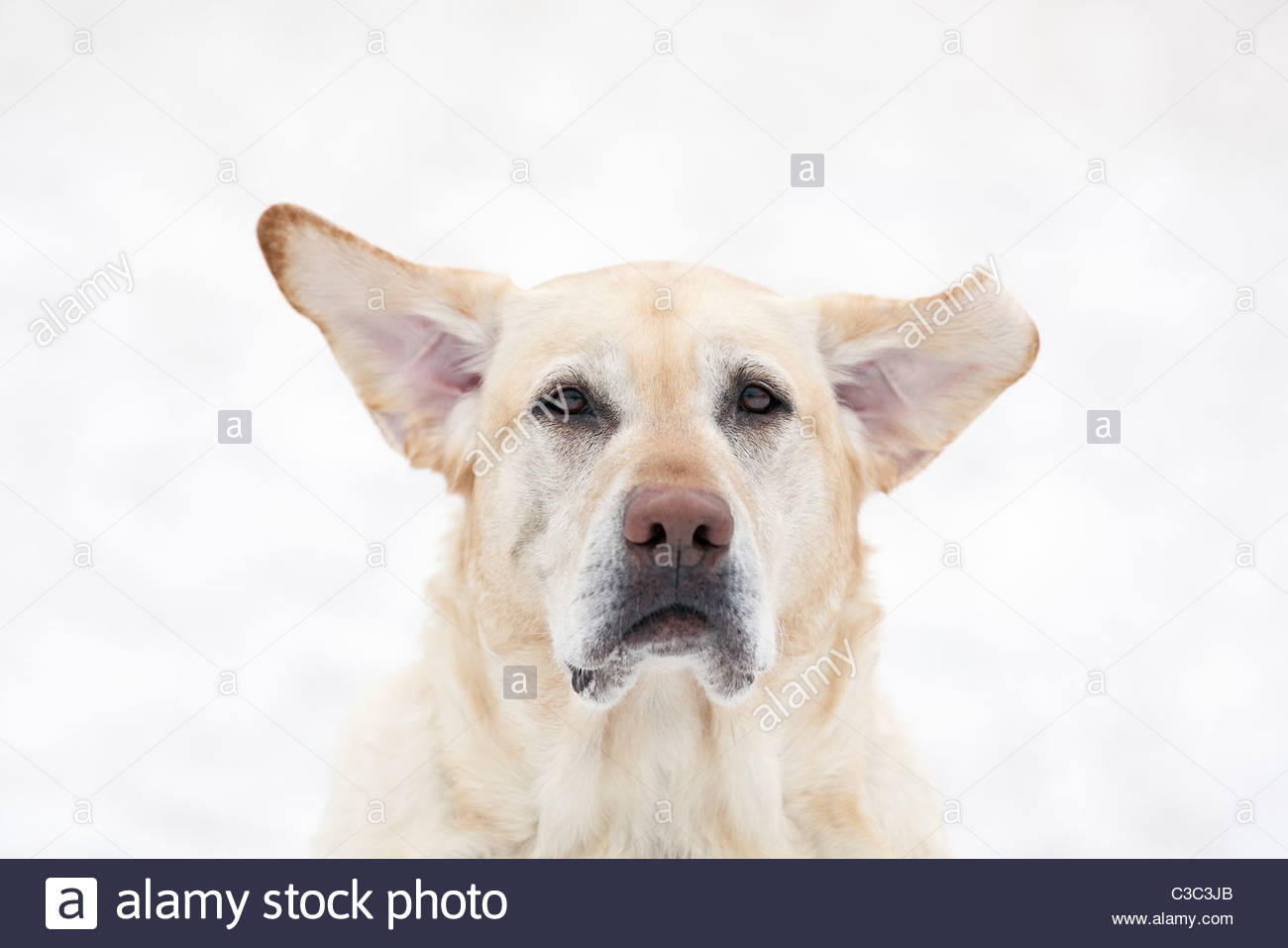 Snow Labrador Canada Stock Photos & Snow Labrador Canada Stock Images ...