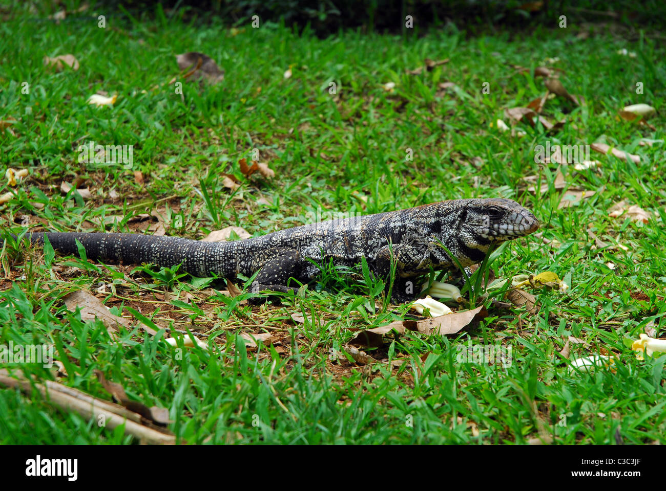 Brazilian lizard hi-res stock photography and images - Alamy