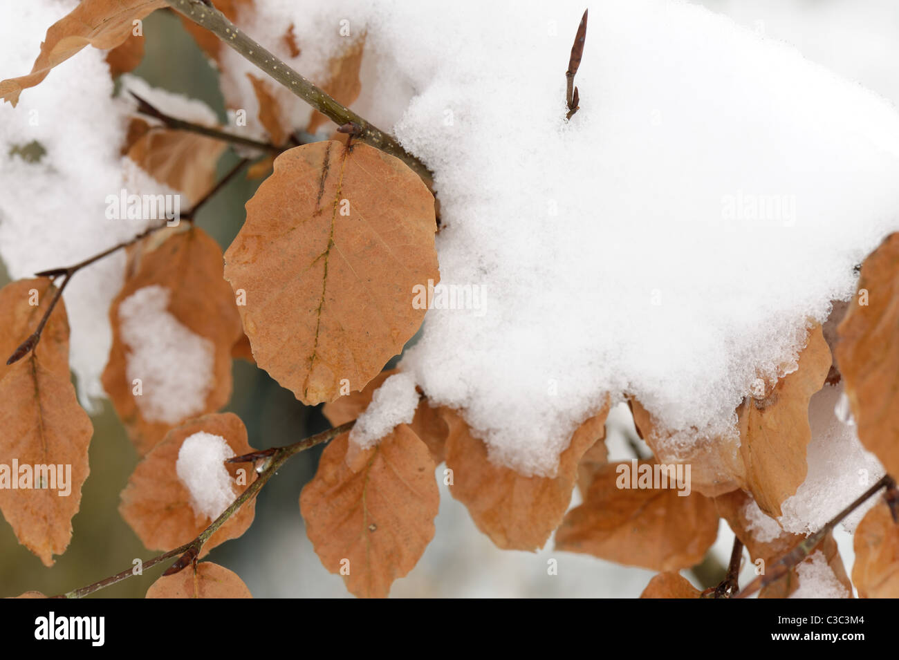 Brown winter leaves of European beech (Facus sylvatica) under snow ...