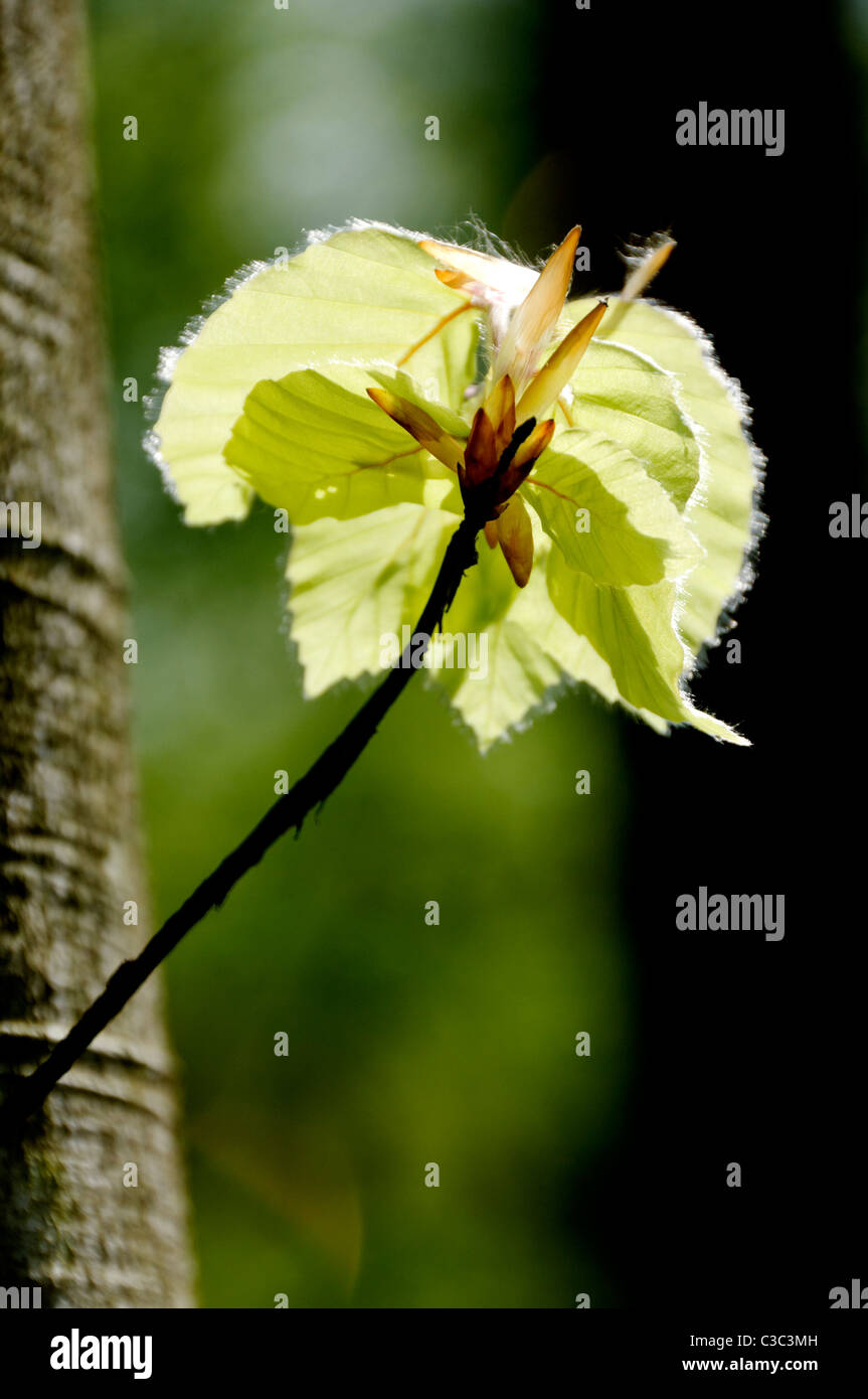 A small Beech twig with new leaves, Westwoods, Wiltshire Stock Photo ...
