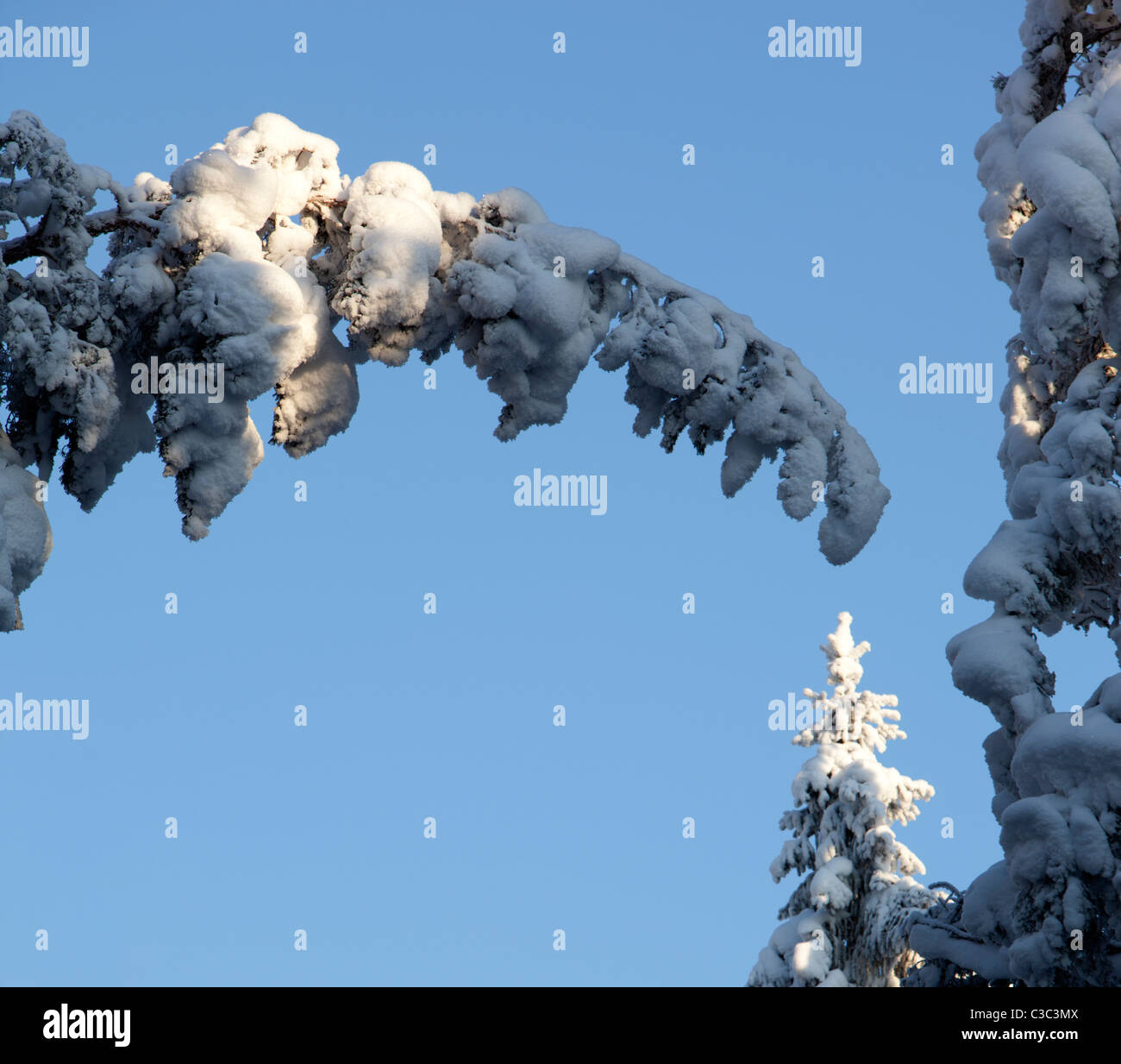 Bending treetops hi-res stock photography and images - Alamy