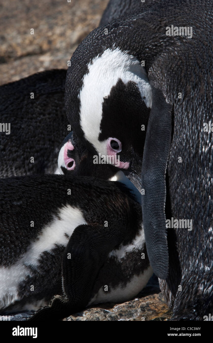Banded penguins hi-res stock photography and images - Alamy