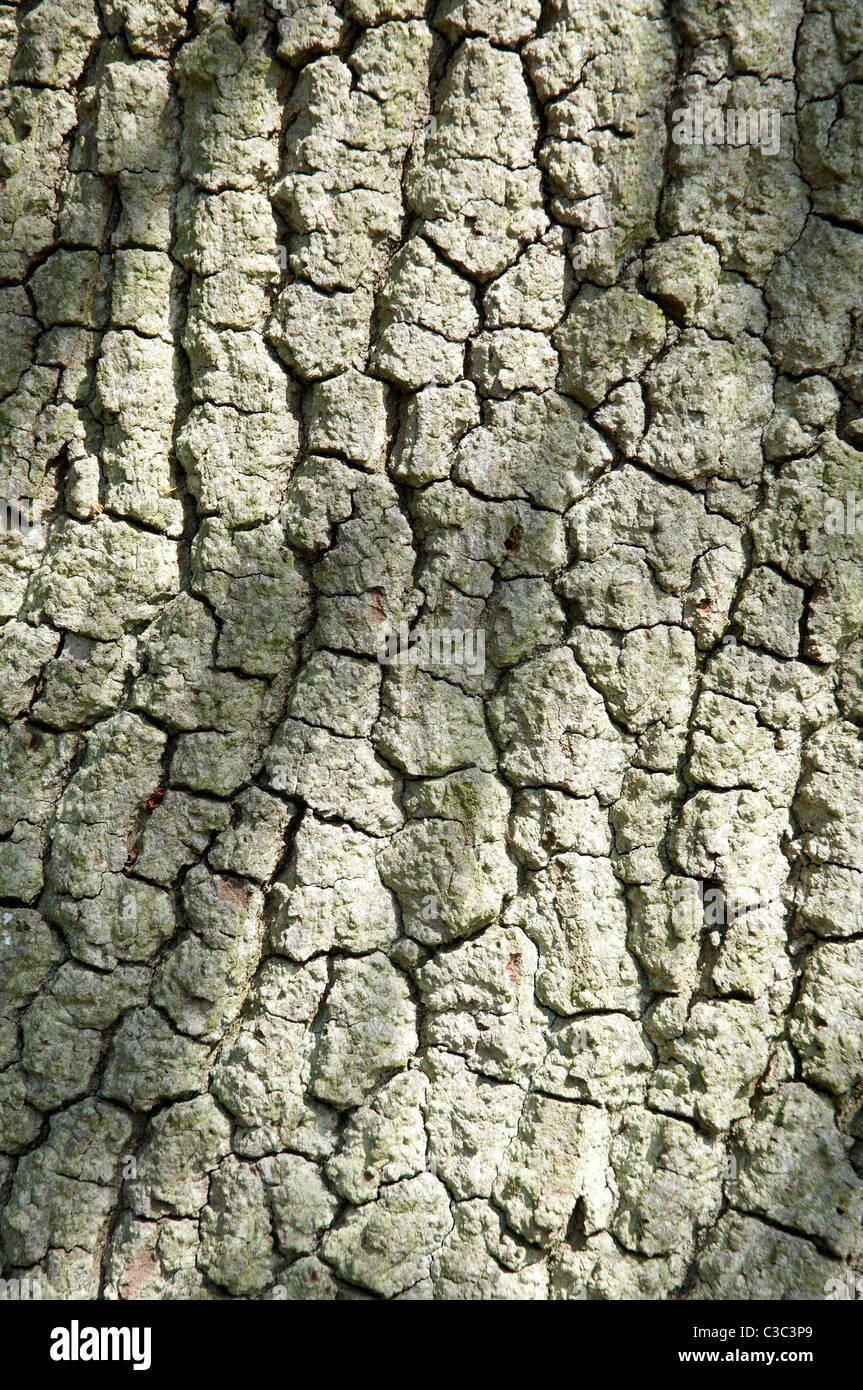 English oak bark hi-res stock photography and images - Alamy