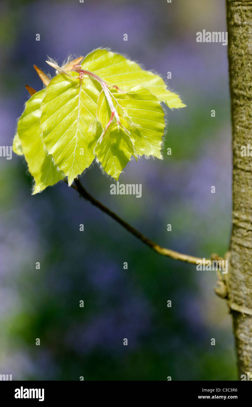 A small Beech twig with new leaves, Westwoods, Wiltshire Stock Photo ...