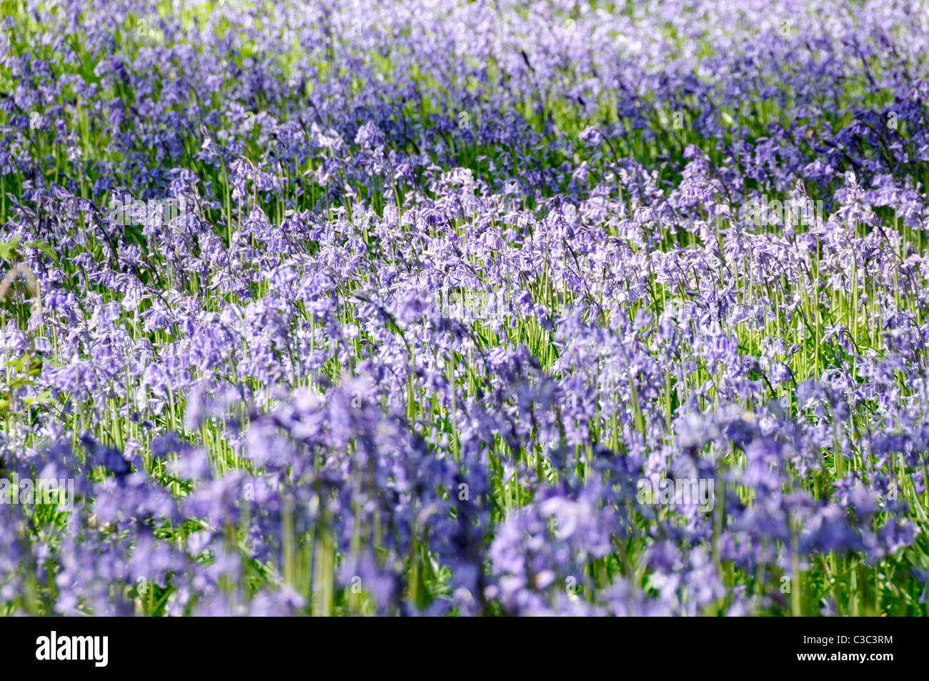 Westwoods hi-res stock photography and images - Alamy