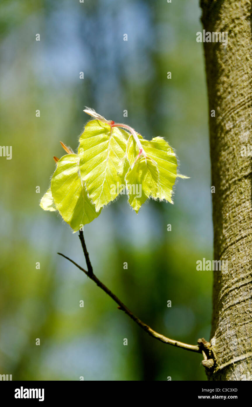 A small Beech twig with new leaves, Westwoods, Wiltshire Stock Photo ...