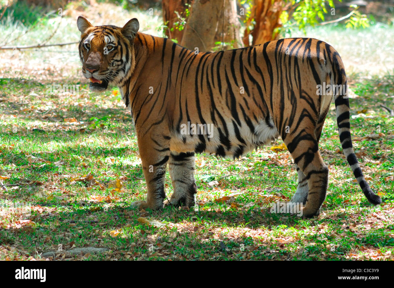 Indian tiger hi-res stock photography and images - Alamy