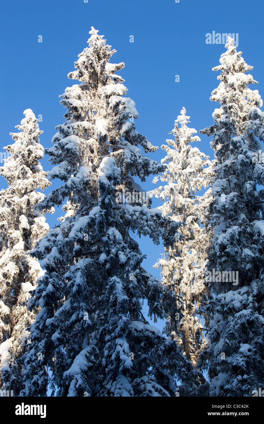 Growing snowy spruces hi-res stock photography and images - Alamy