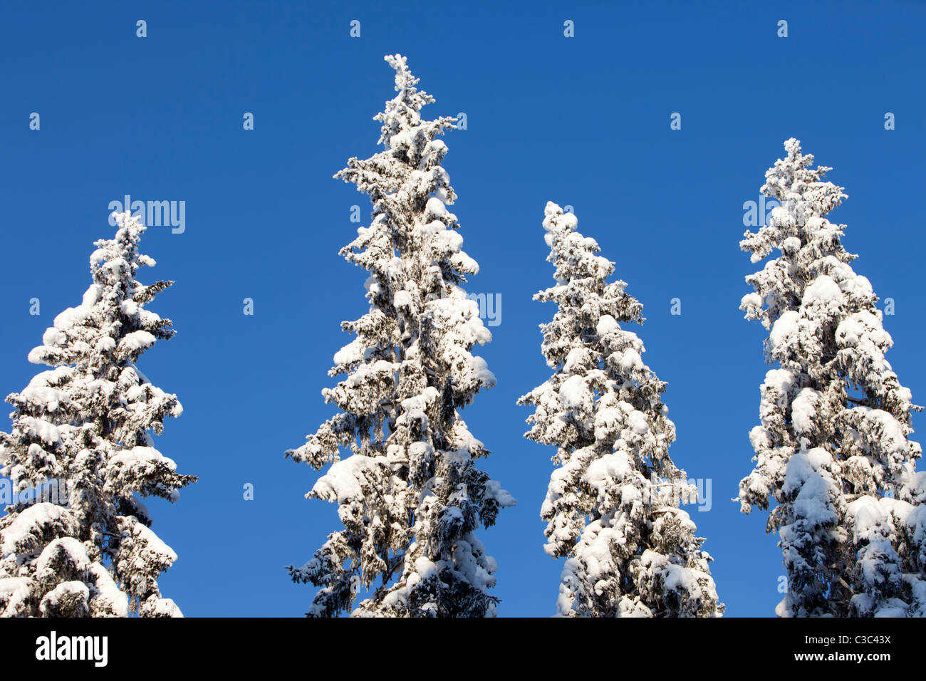 Picea abies treetop hi-res stock photography and images - Alamy