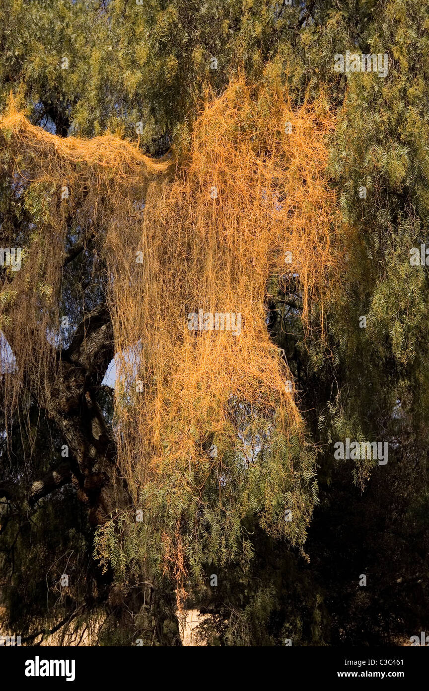 Parasite plant (Cuscuta tinctoria) over a Schinus Molle tree Stock ...