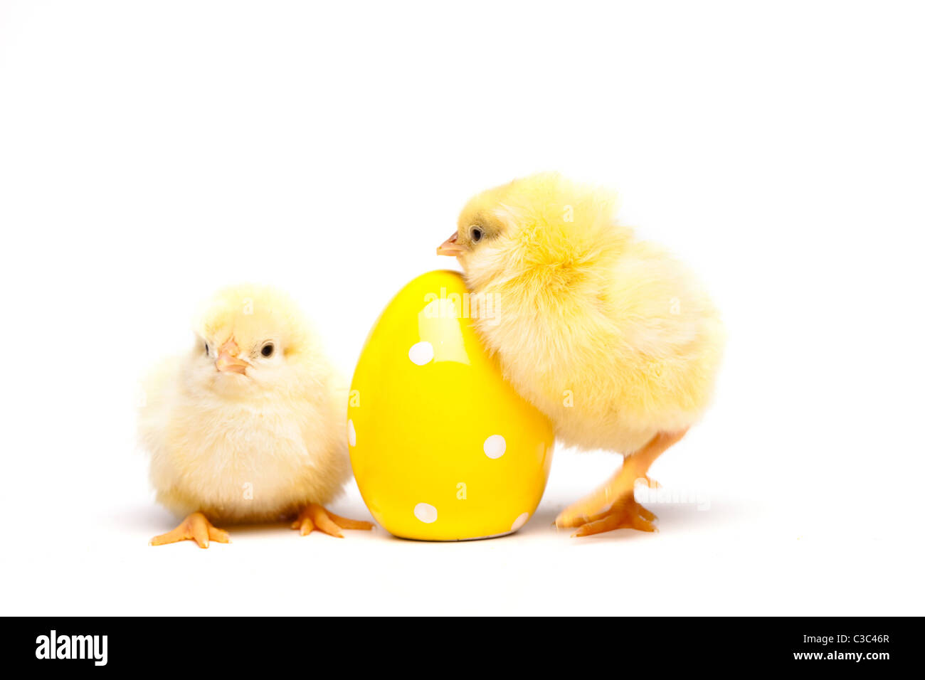 Yellow Chick over white background Stock Photo - Alamy