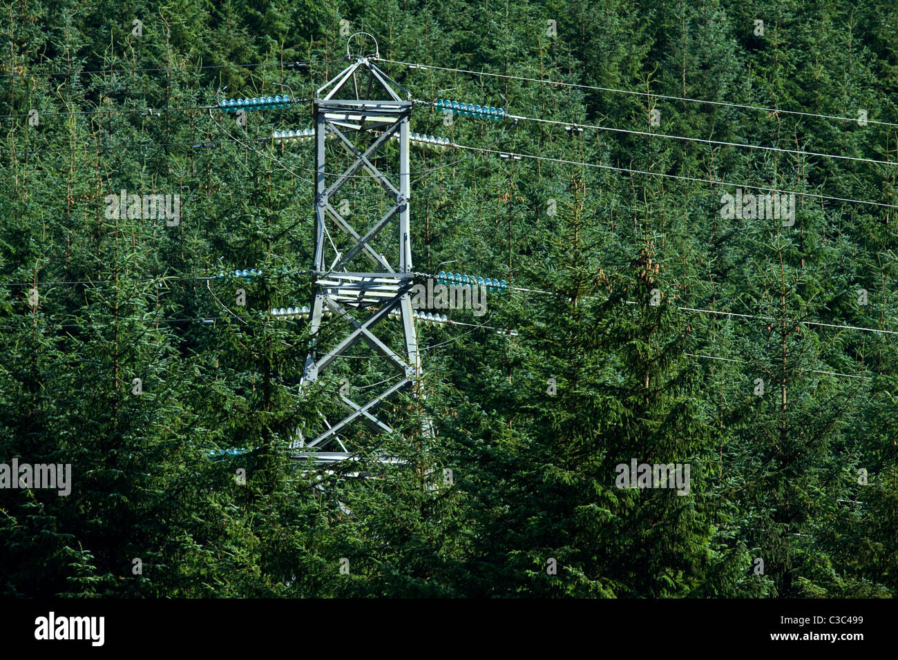 A electricity Pylon in a forest surrounded by pine trees Stock Photo ...