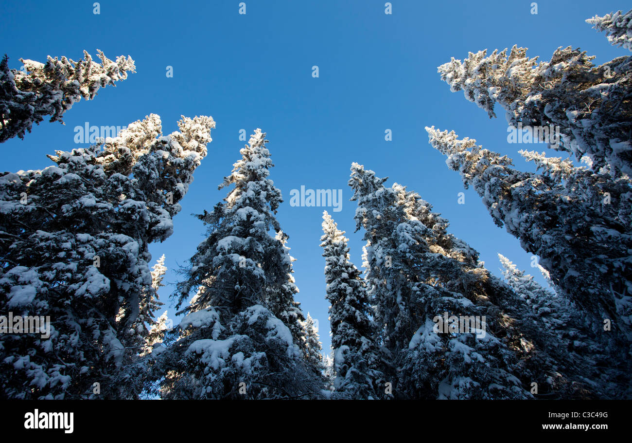 Growing snowy spruces hi-res stock photography and images - Alamy
